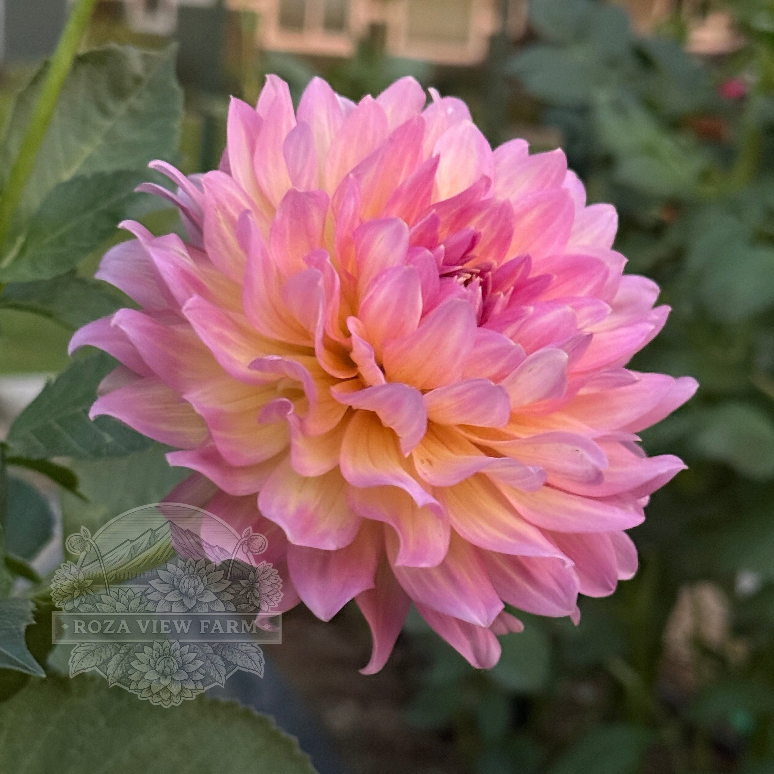 RV Sherbet Punch – Roza View Farm